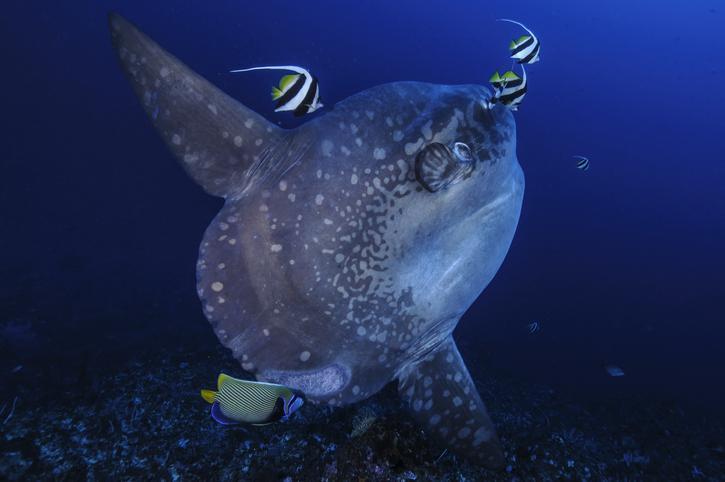 Les 18 POISSONS les plus RARES et BIZARRS du MONDE