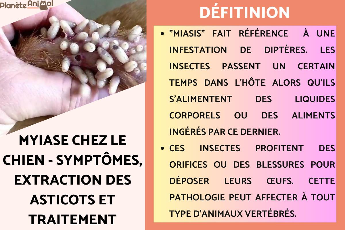 Myiase chez le chien - Symptômes, extraction des asticots et traitement ...