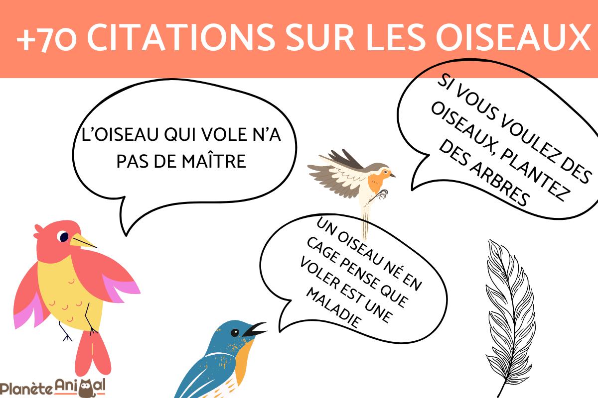 +70 CITATIONS sur les OISEAUX
