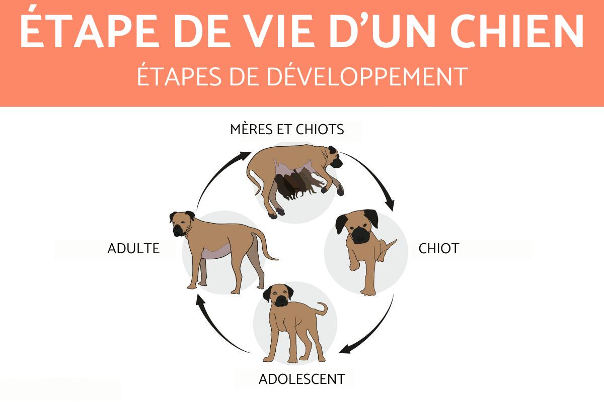 Cycle de vie du chien - Étapes de développement
