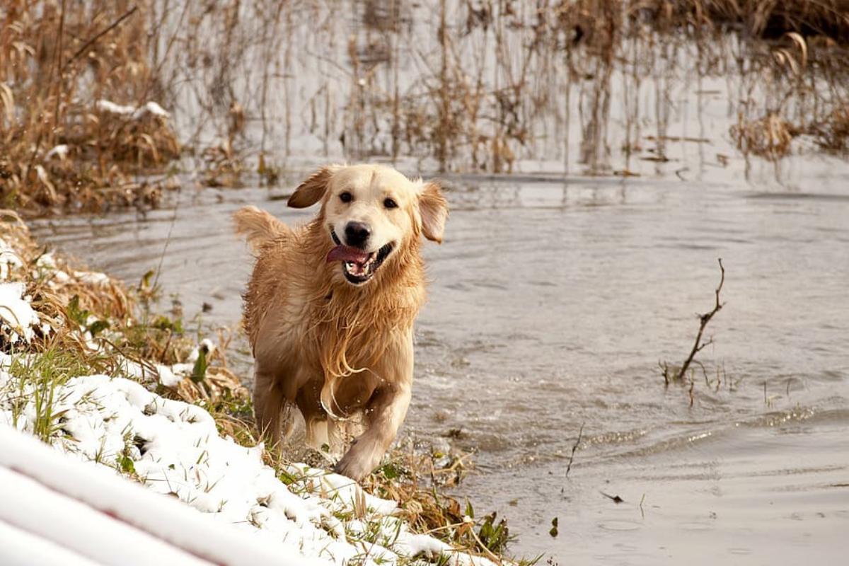 Cycle de vie du chien - Étapes de développement