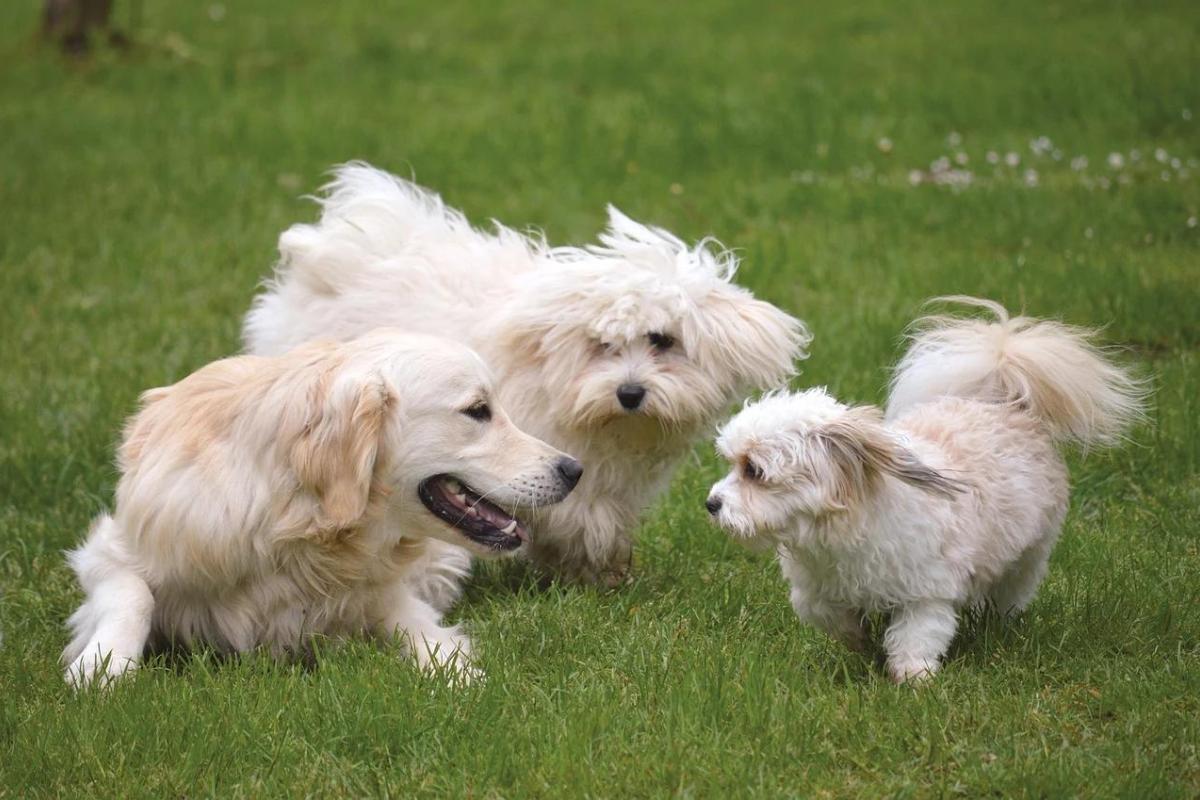 Cycle de vie du chien - Étapes de développement