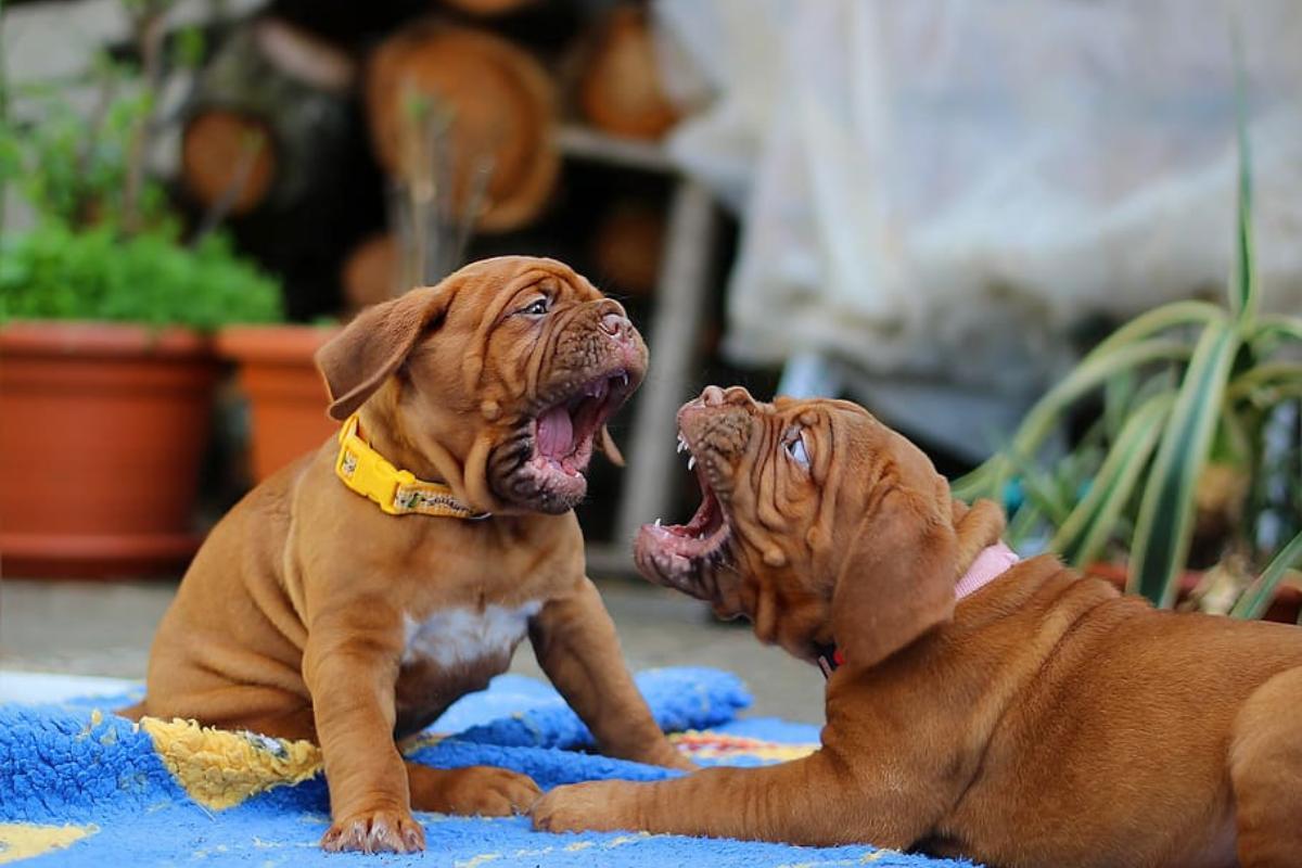 Cycle de vie du chien - Étapes de développement