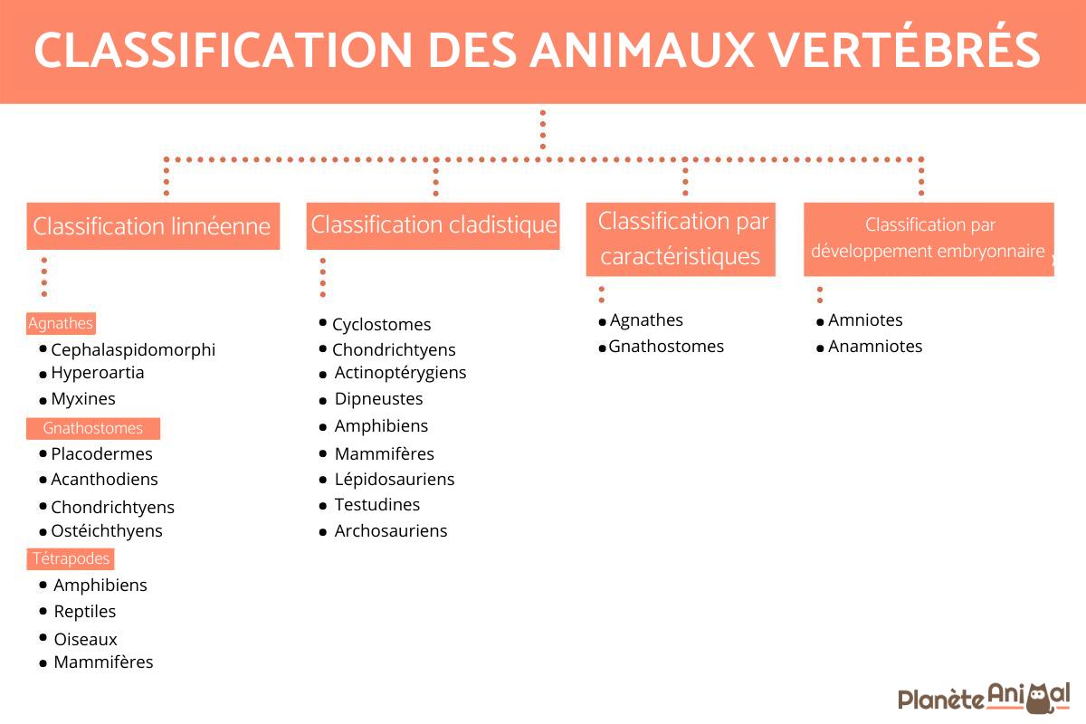 LES VERTÉBRÉS - Classification et exemples
