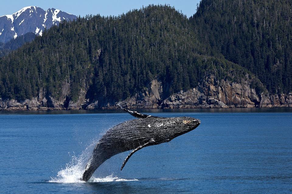 Reproduction de la baleine - TOUT SAVOIR