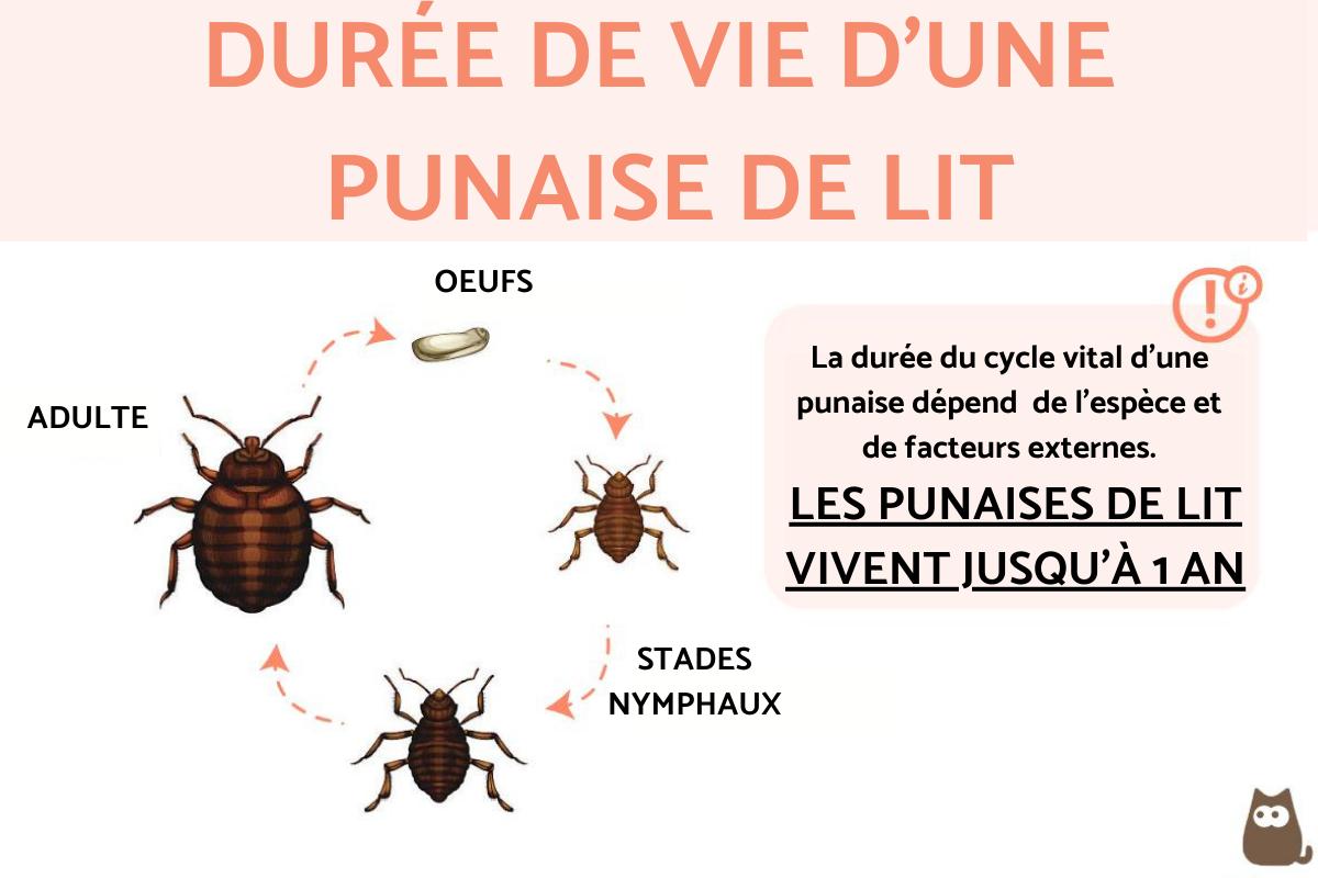 DURÉE de VIE des PUNAISES de LIT - jusqu'à 1 an