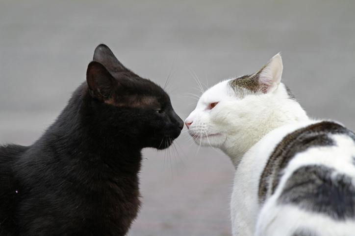 Pourquoi les chats se sentent le derrière ? Toute l'explication