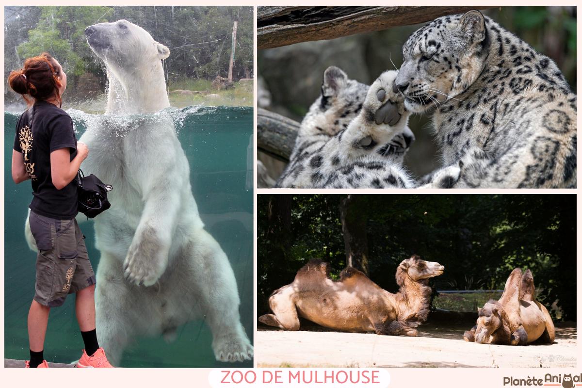 10 MEILLEURS ZOOS de FRANCE (Avec PHOTOS)