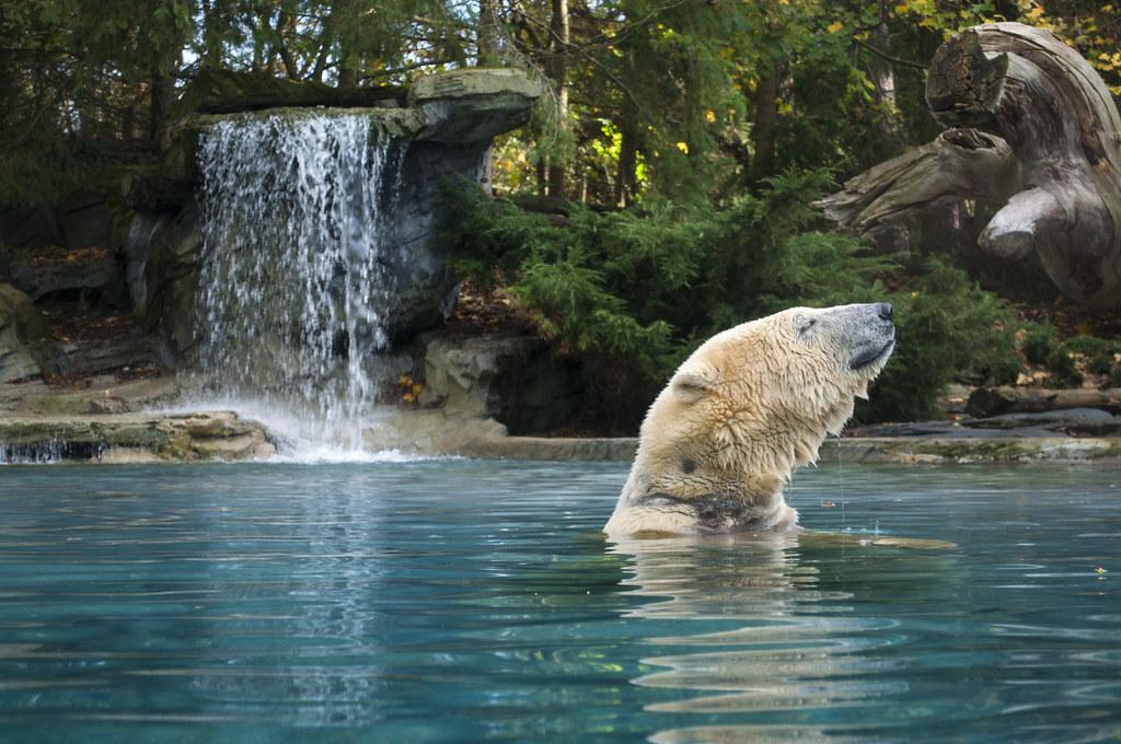 10 MEILLEURS ZOOS de FRANCE (Avec PHOTOS)
