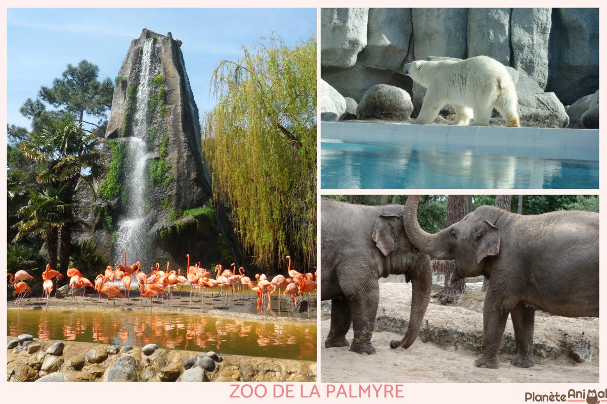 10 MEILLEURS ZOOS de FRANCE (Avec PHOTOS)