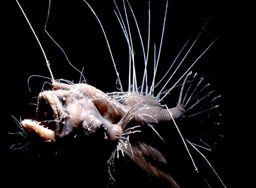 Quels sont les animaux les plus exotiques du monde ? - TOP 13 à ...