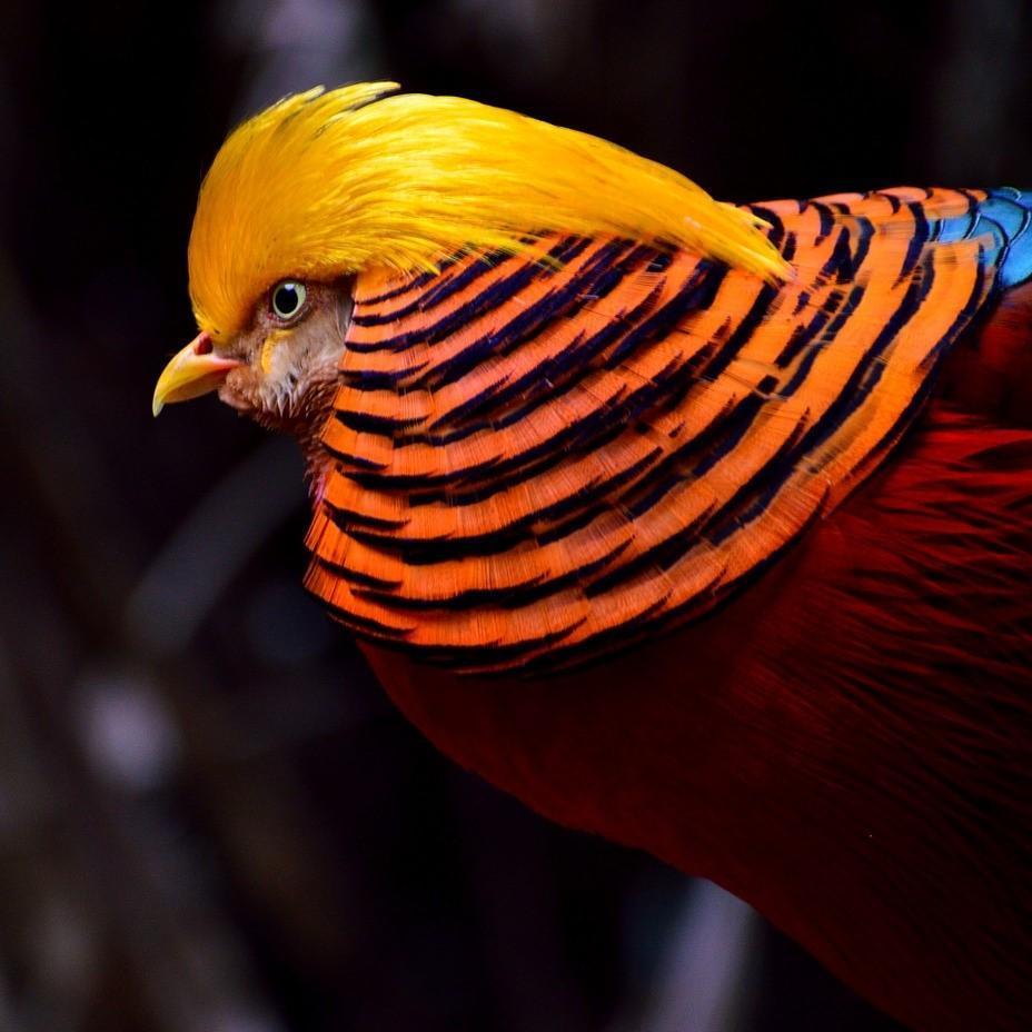 Quels sont les animaux les plus exotiques du monde ? - TOP 13 à ...