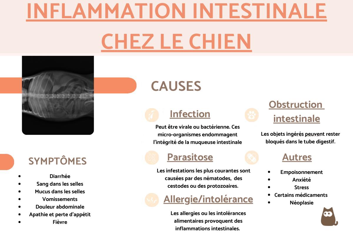 Inflammation intestinale chez le chien : Traitement et symptômes