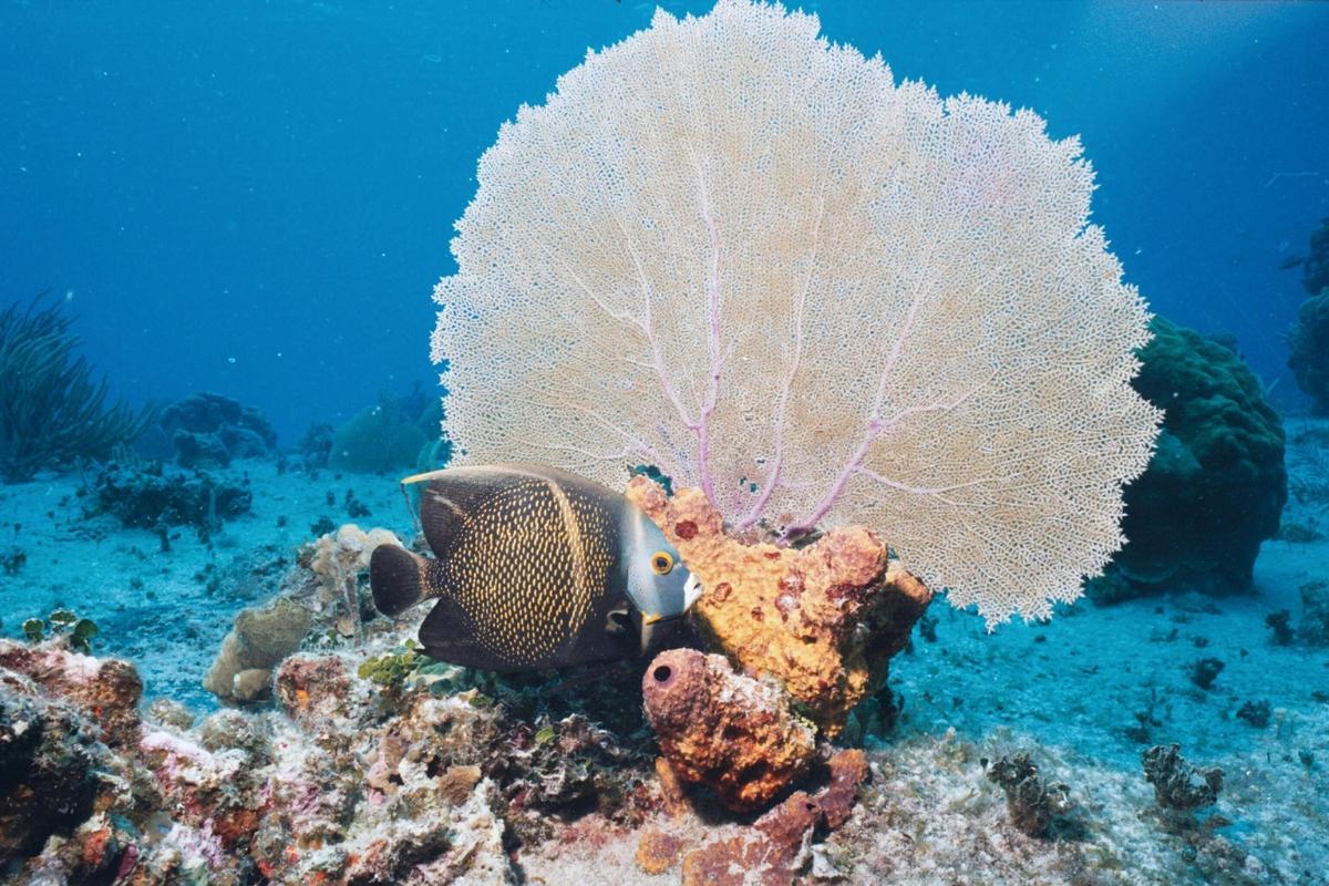 Gorgones de mer : définition et types