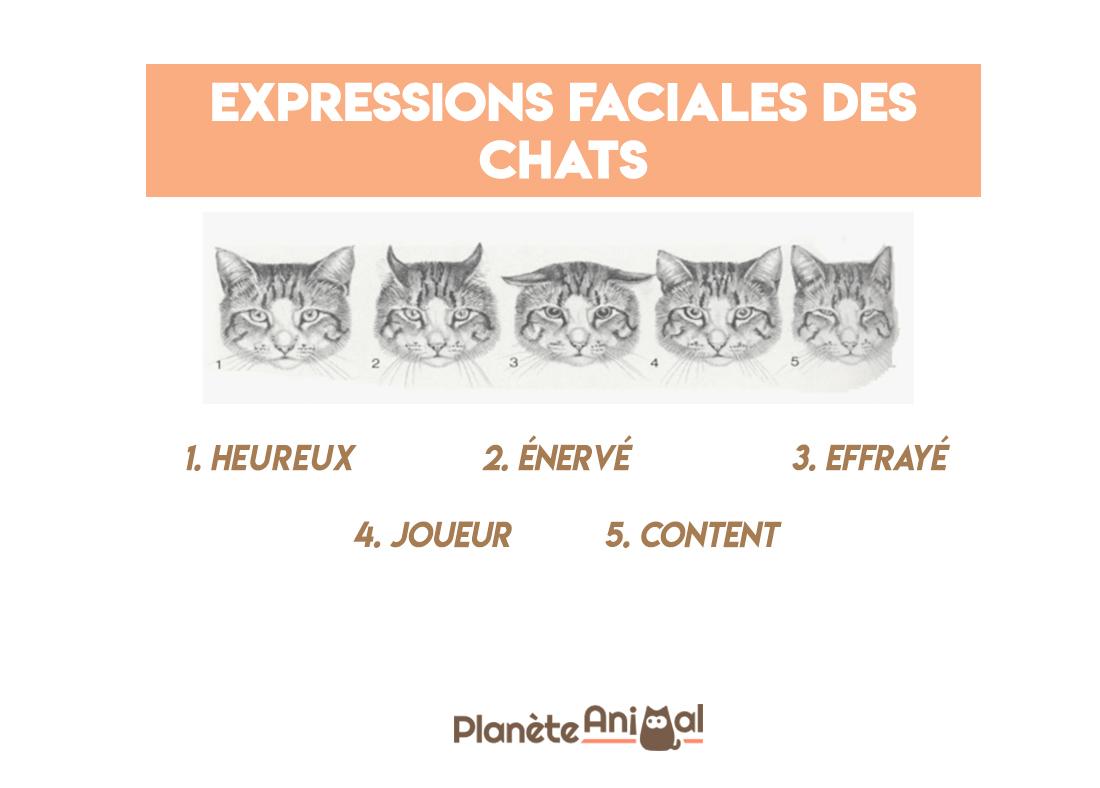Le langage corporel des chats - EXEMPLES, IMAGES + VIDÉO