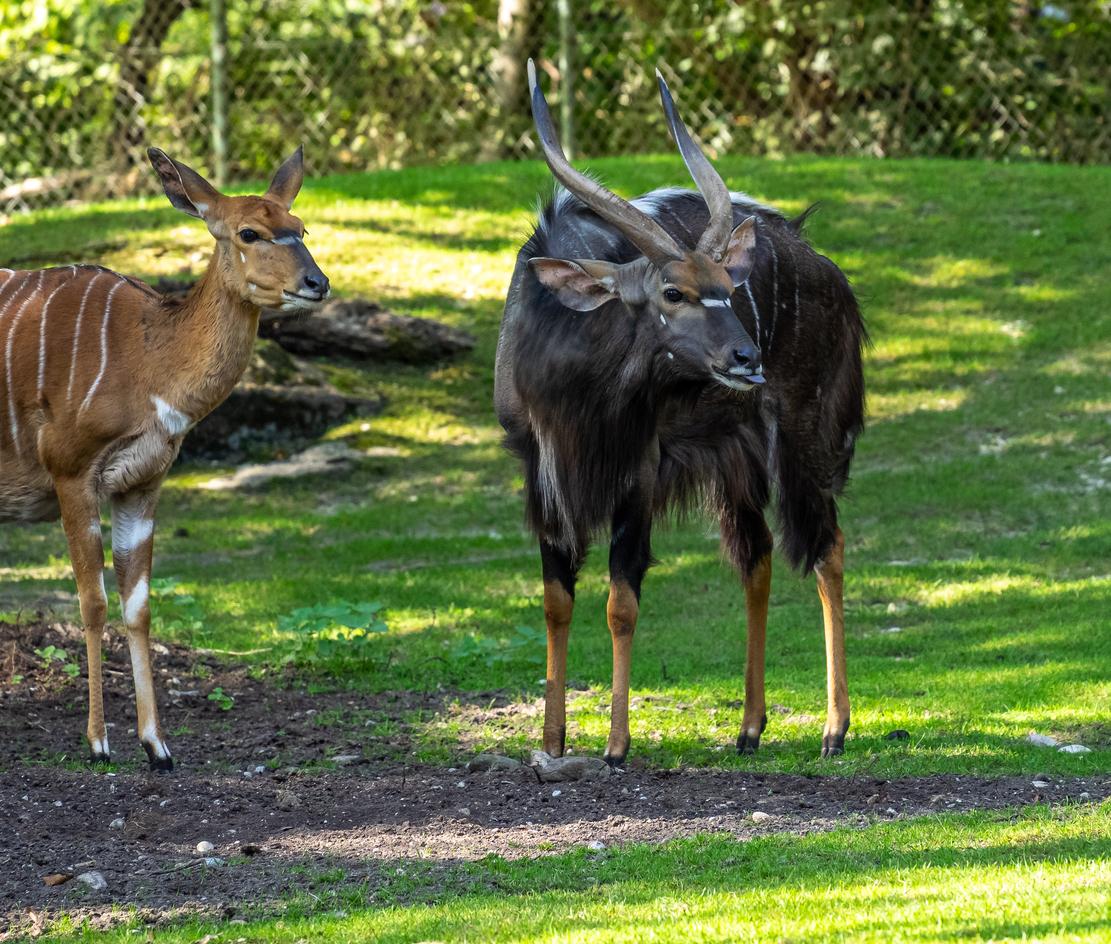 +40 ANIMAUX en N