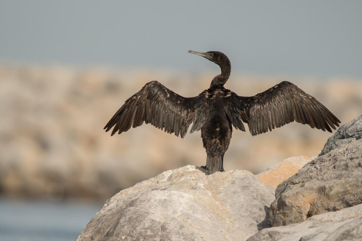 Cormorans : types et photos