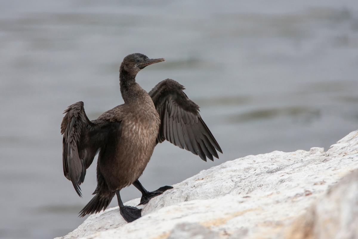 Cormorans : types et photos
