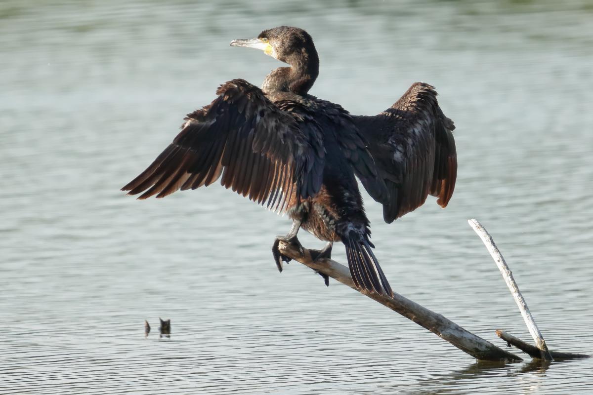 Cormorans : types et photos