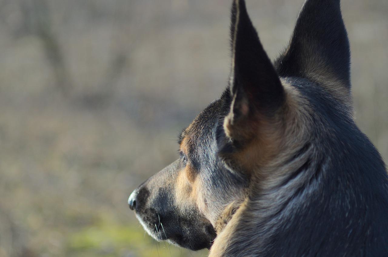 Renforcement positif pour les chiens