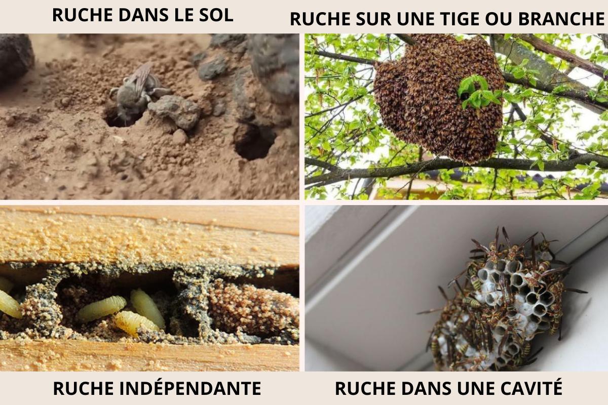 Ruche d'abeille - Types et caractéristiques