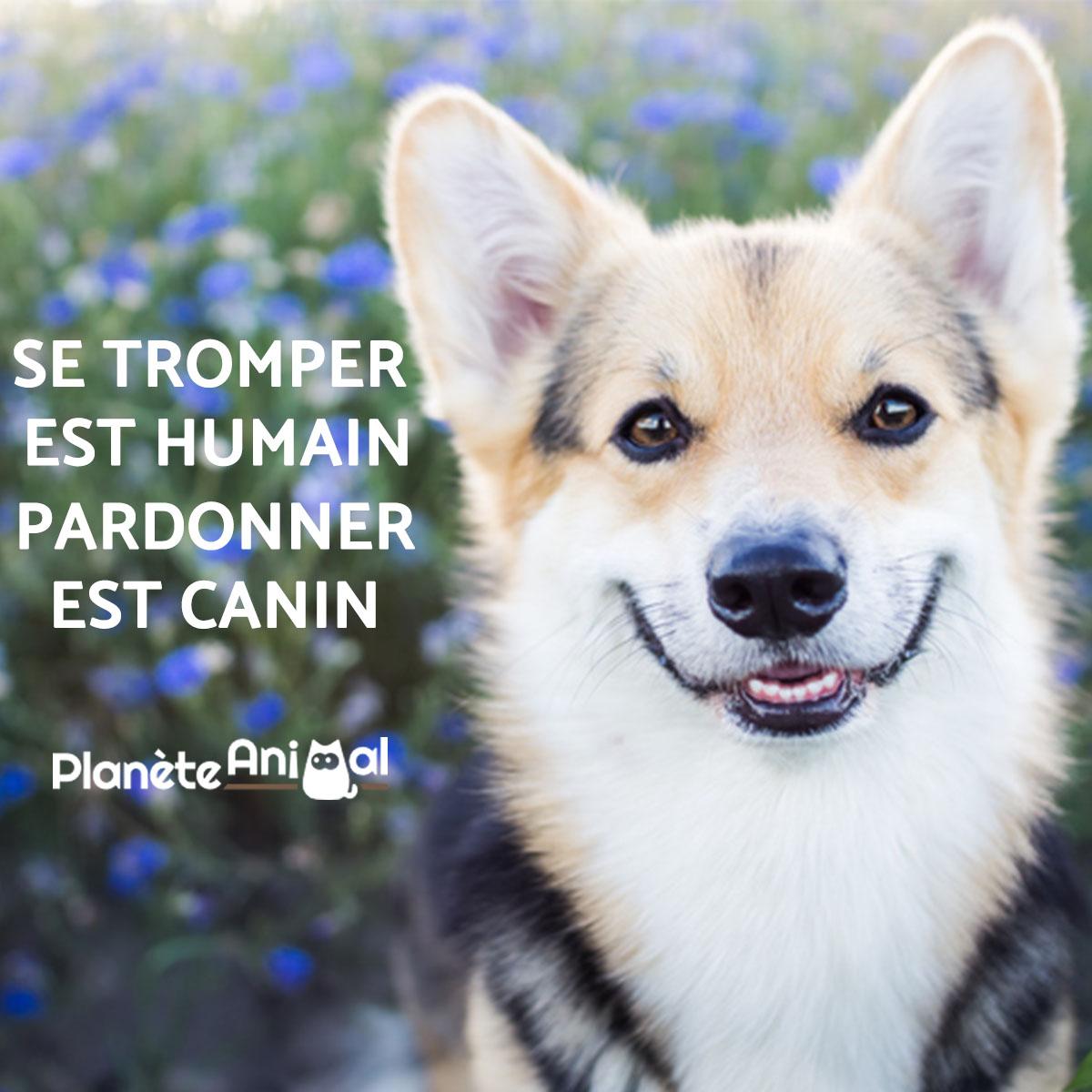 Citation sur les chiens - Plus de 60 idées pour vous inspirer
