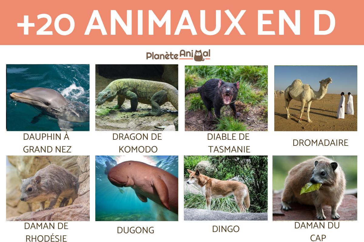 +20 ANIMAUX EN D - avec PHOTOS et en ANGLAIS