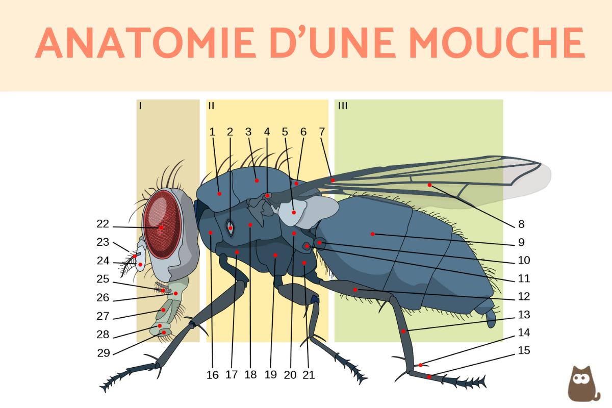 Anatomie d'une mouche