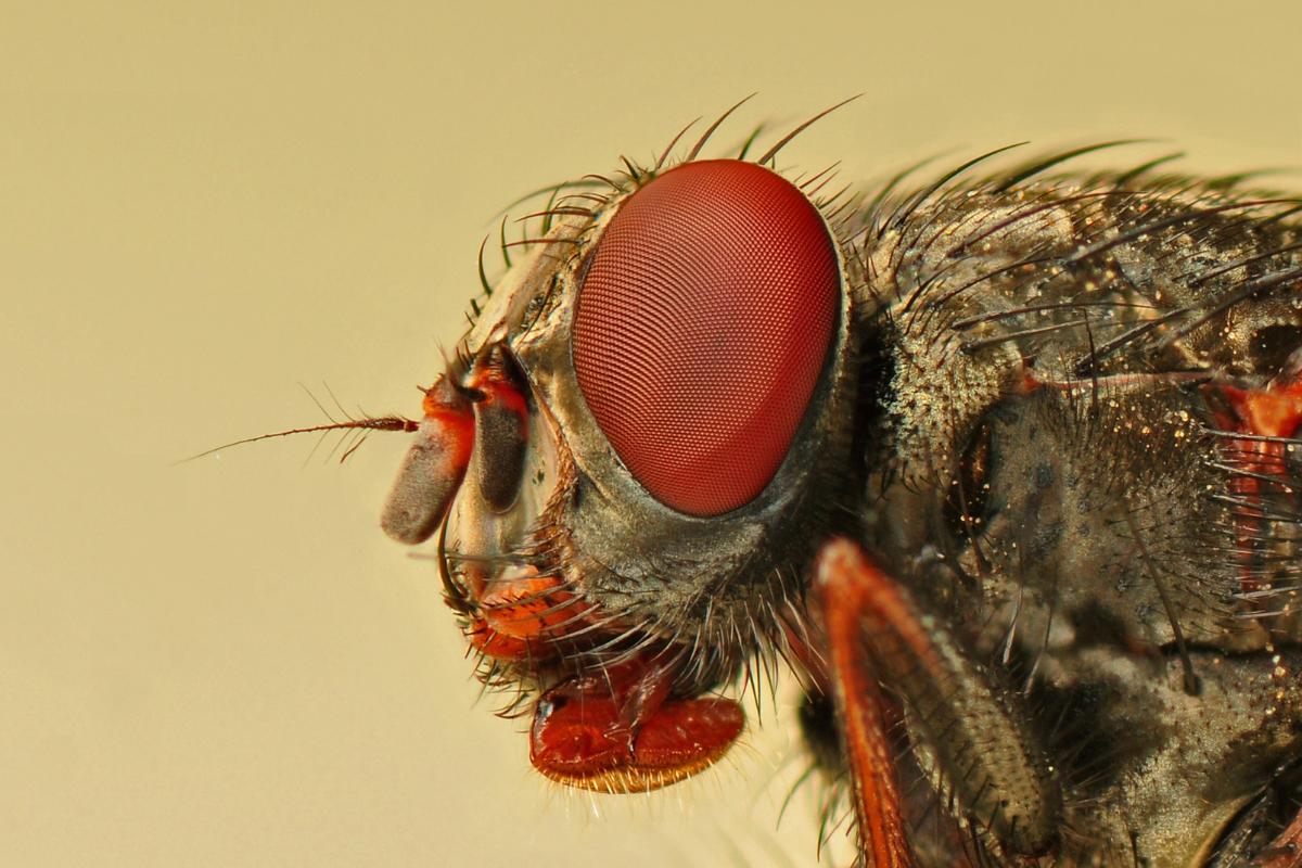 Anatomie d'une mouche