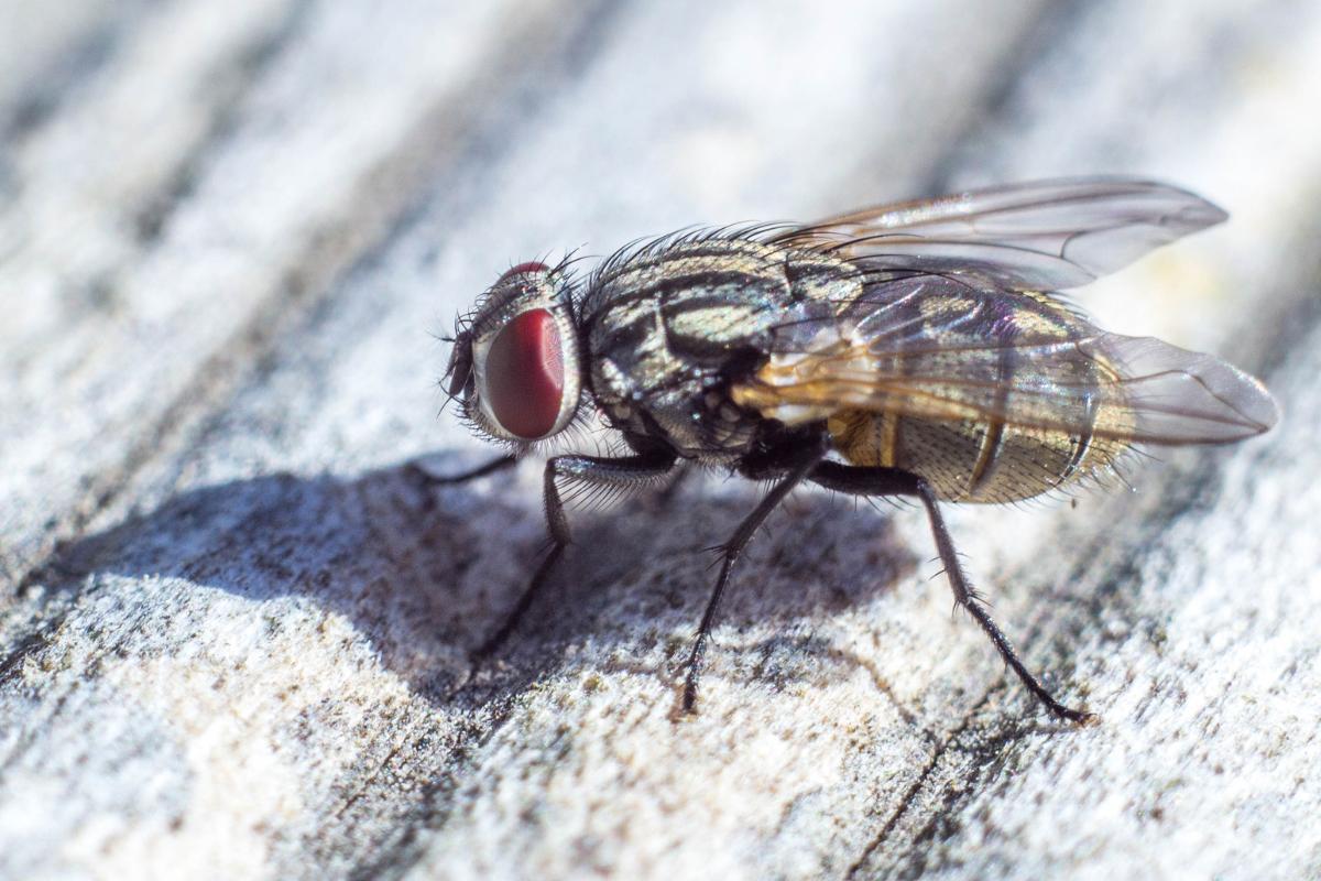 Anatomie d'une mouche