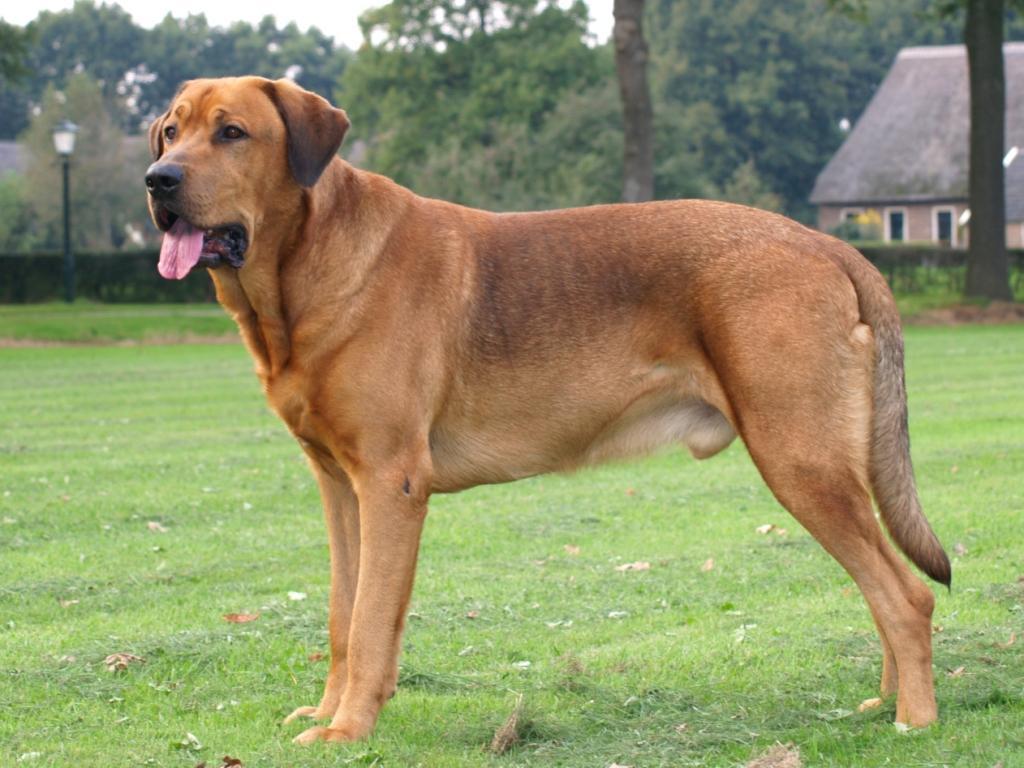 + de 23 RACES de CHIENS MOLOSSES - Avec Noms et Photos