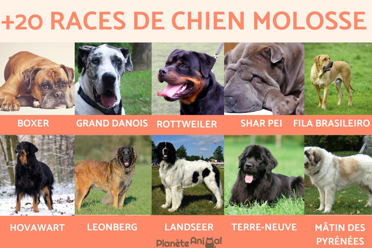 + de 23 RACES de CHIENS MOLOSSES - Avec Noms et Photos