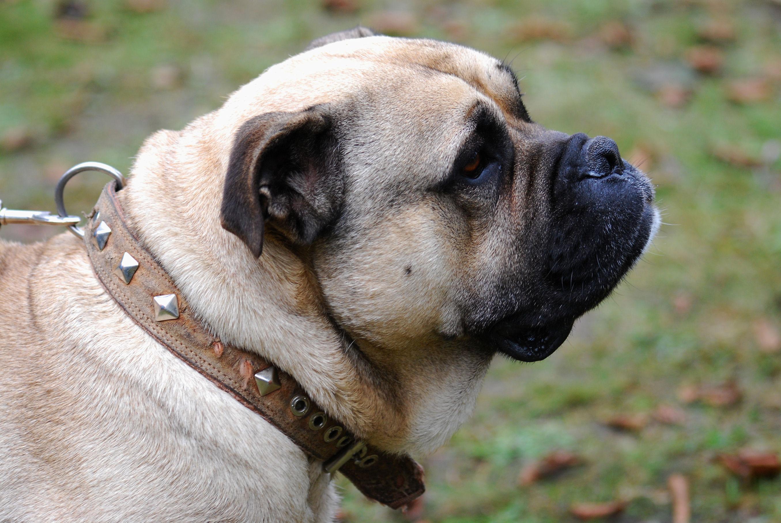 + de 23 RACES de CHIENS MOLOSSES - Avec Noms et Photos