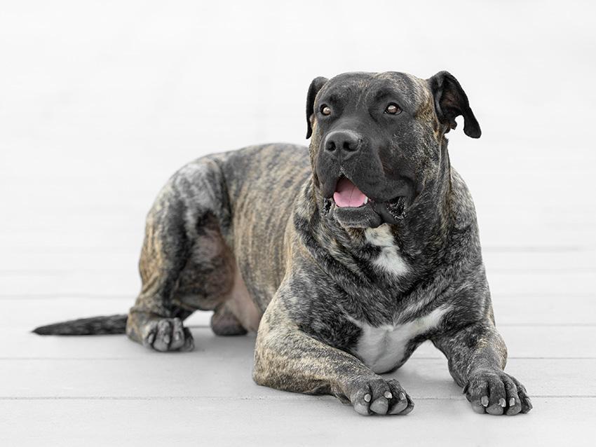 + de 23 RACES de CHIENS MOLOSSES - Avec Noms et Photos