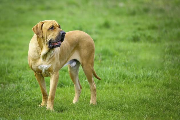 + de 23 RACES de CHIENS MOLOSSES - Avec Noms et Photos