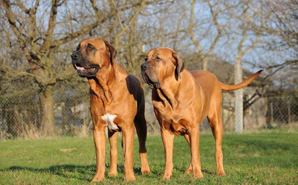 + de 23 RACES de CHIENS MOLOSSES - Avec Noms et Photos