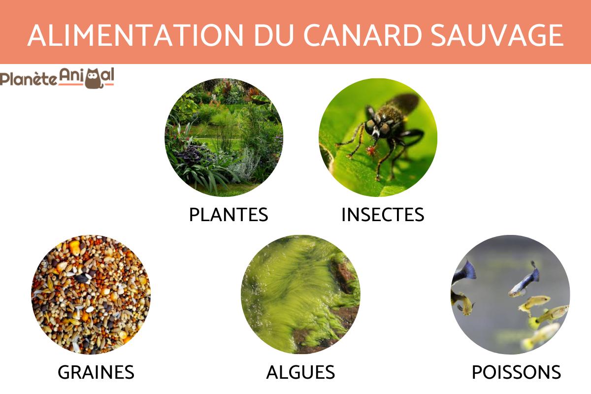 Que MANGENT les CANARDS ? - ALIMENTATION des CANARDS