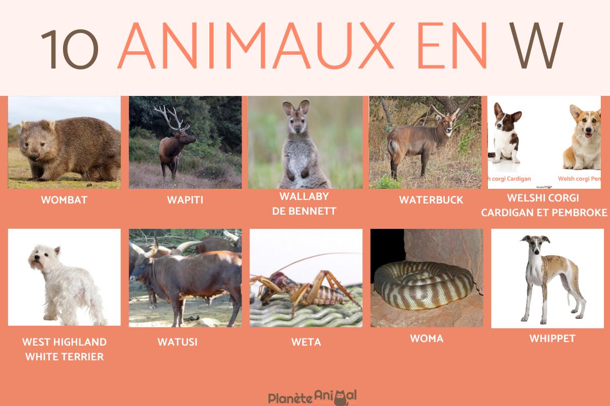 +10 animaux en W - en Français, anglais et espagnol