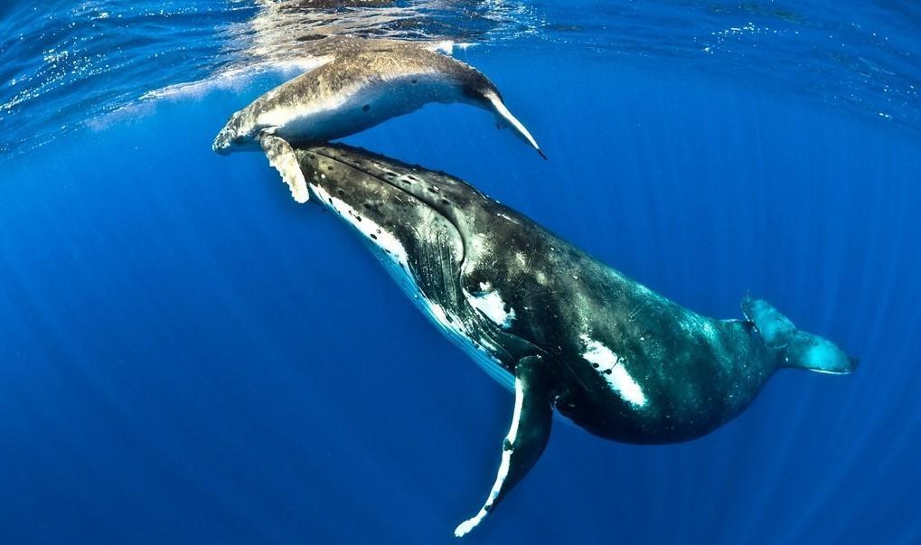 +10 ANIMAUX les plus GRANDS du MONDE