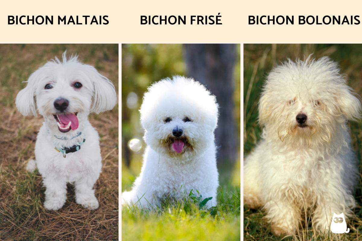 +10 Races de chiens hypoallergéniques - Liste avec PHOTOS