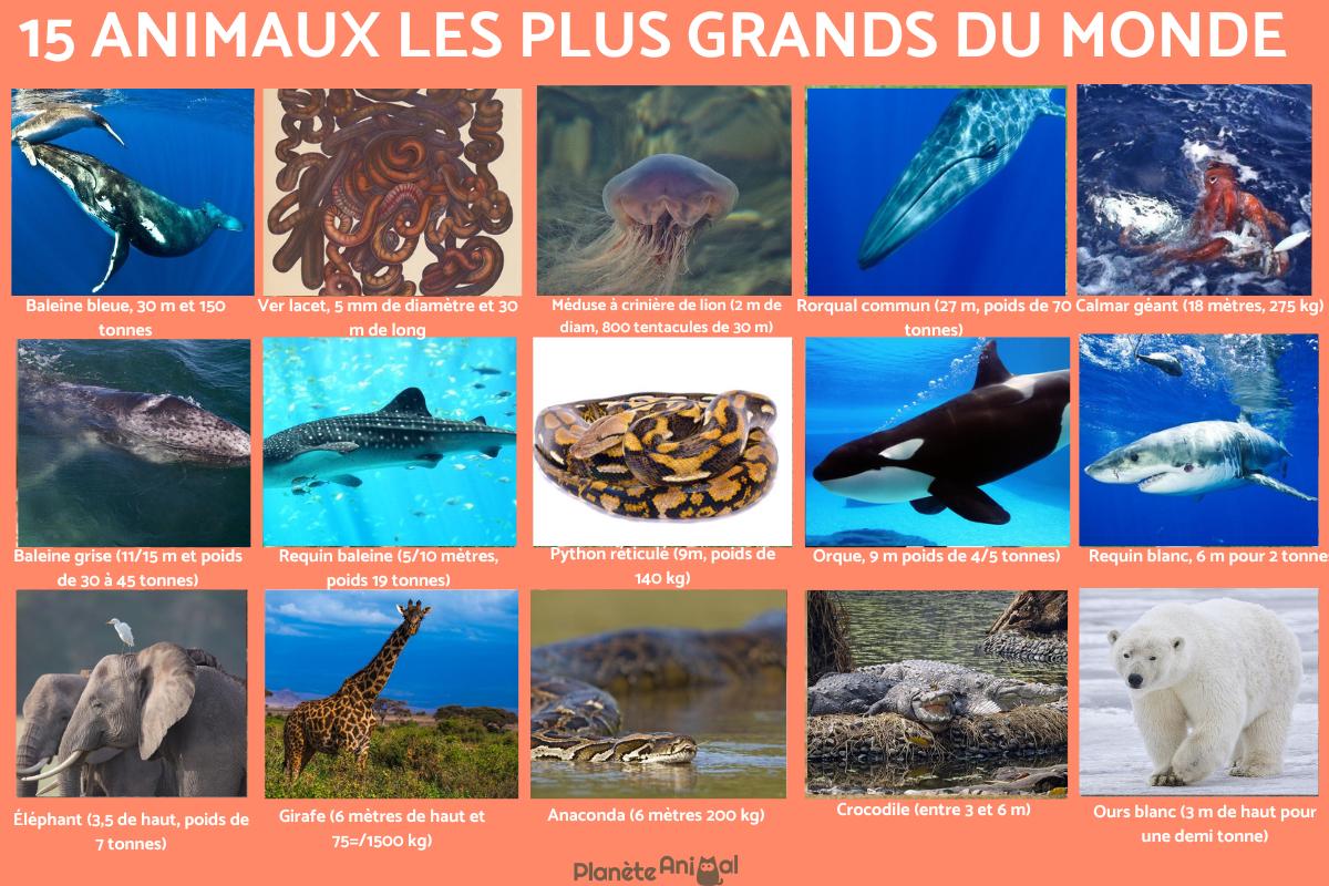 +10 ANIMAUX les plus GRANDS du MONDE