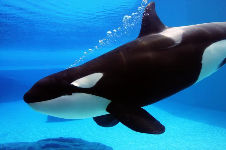 +10 ANIMAUX les plus GRANDS du MONDE