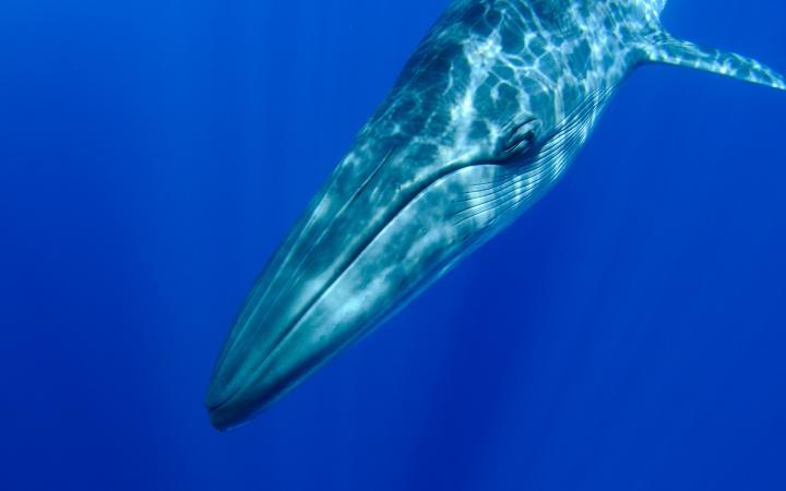 +10 ANIMAUX les plus GRANDS du MONDE