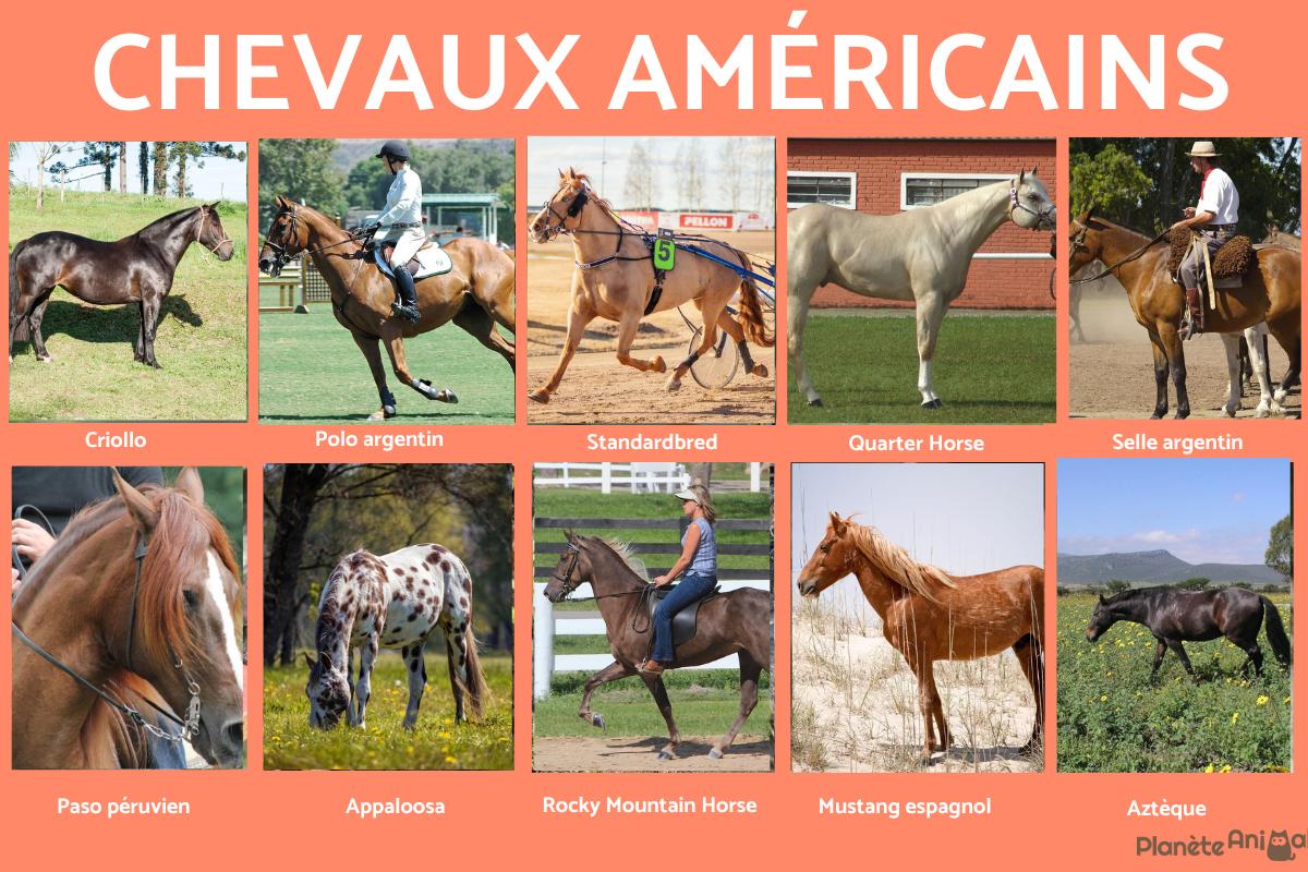 20 races de CHEVAUX AMÉRICAINS