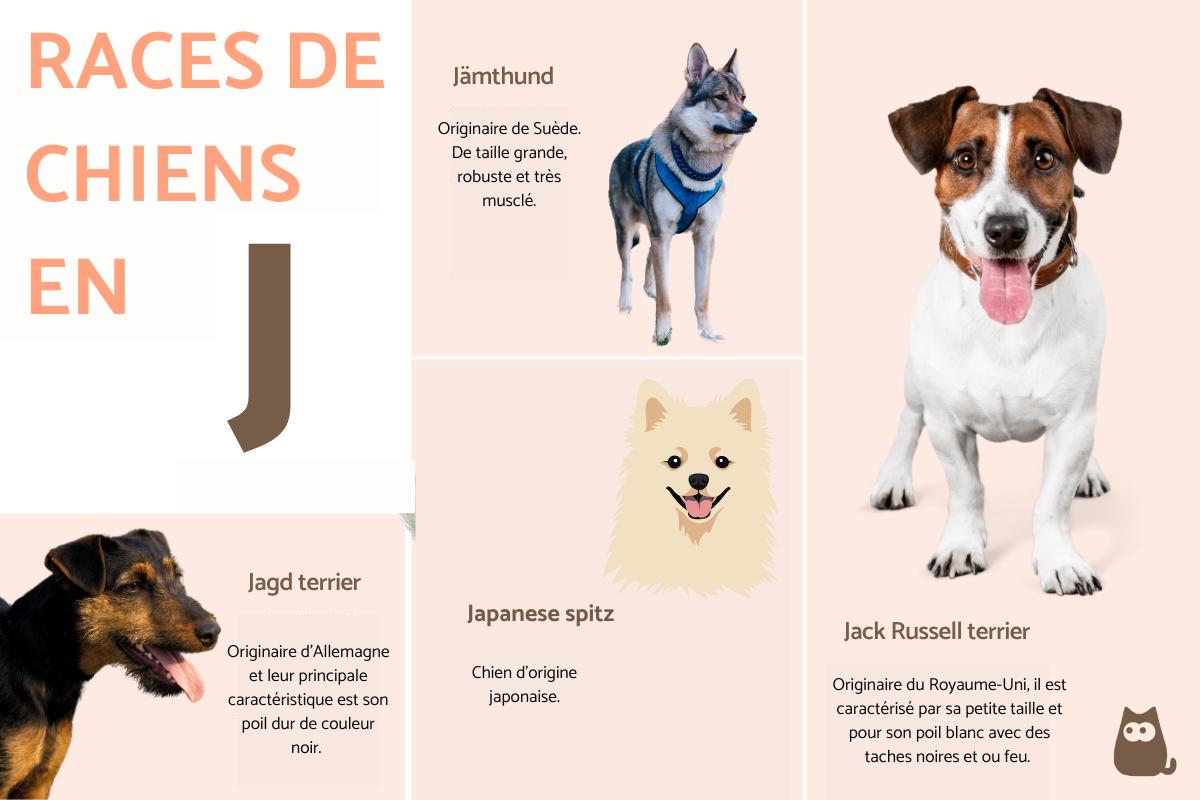 Toutes les RACES de CHIENS J - Liste avec PHOTOS