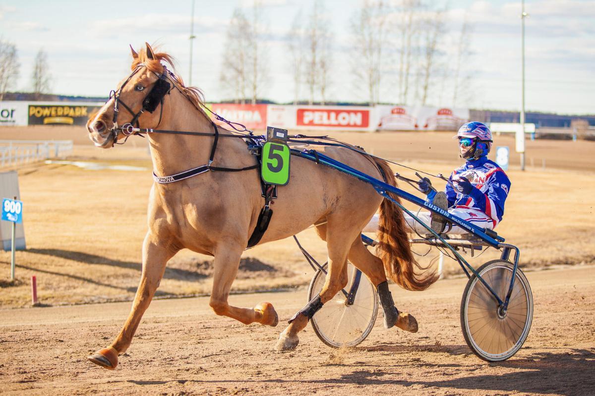 20 races de CHEVAUX AMÉRICAINS
