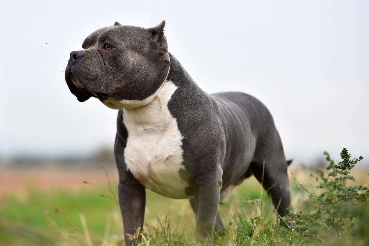 15 RACES DE CHIENS CROISÉS - Petits, moyens et grands
