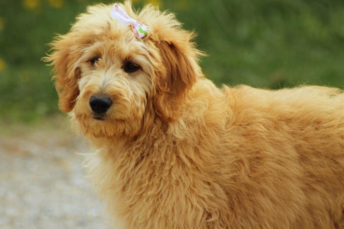 15 RACES DE CHIENS CROISÉS - Petits, moyens et grands
