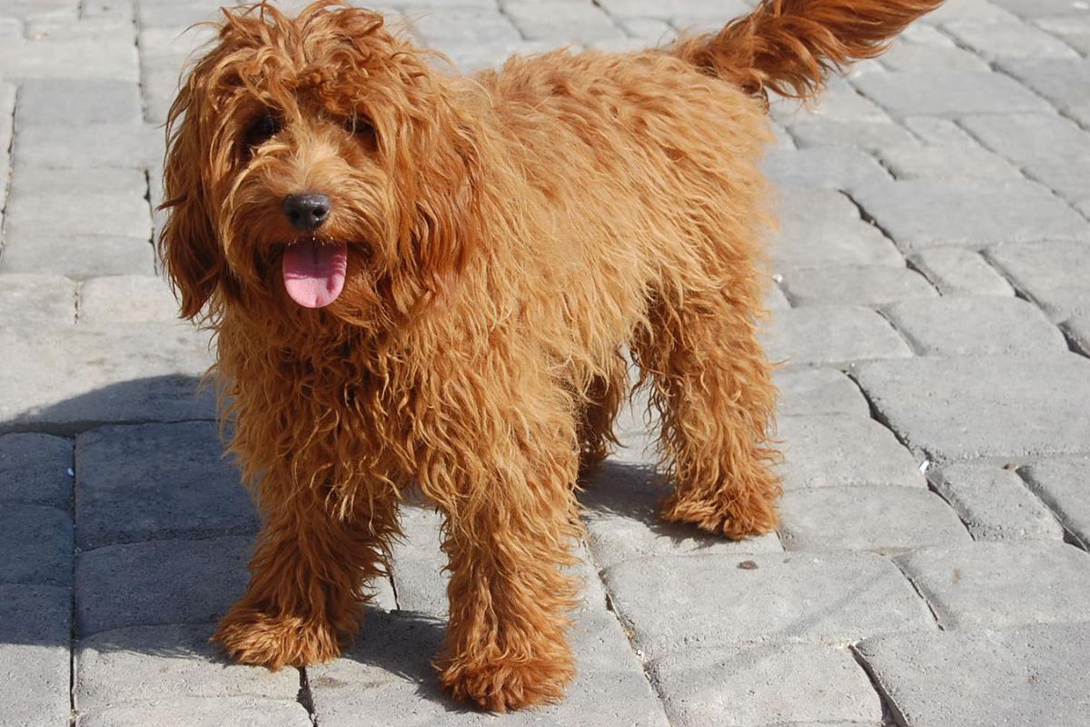 15 RACES DE CHIENS CROISÉS - Petits, moyens et grands