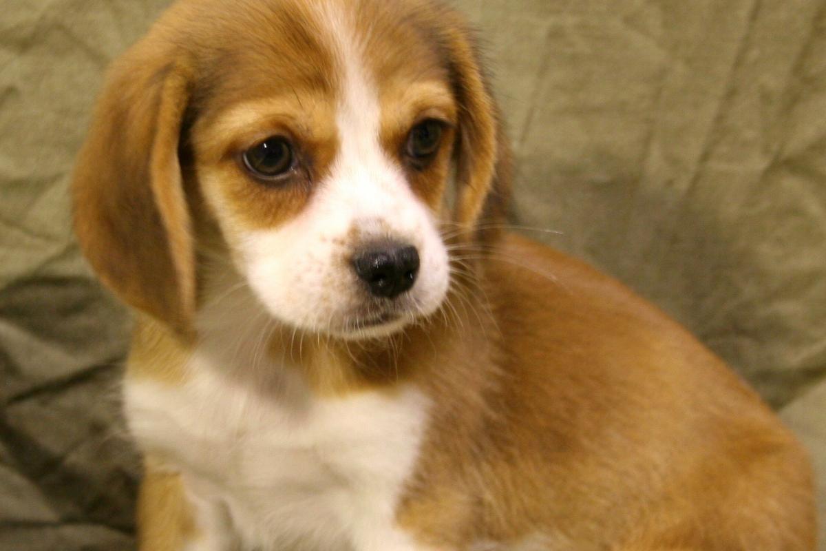 15 RACES DE CHIENS CROISÉS - Petits, moyens et grands